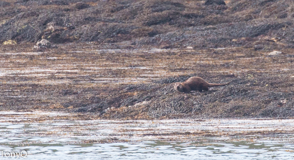 Scotland: Mainly Mull – Puffins, Predator birds… and some mammals ...