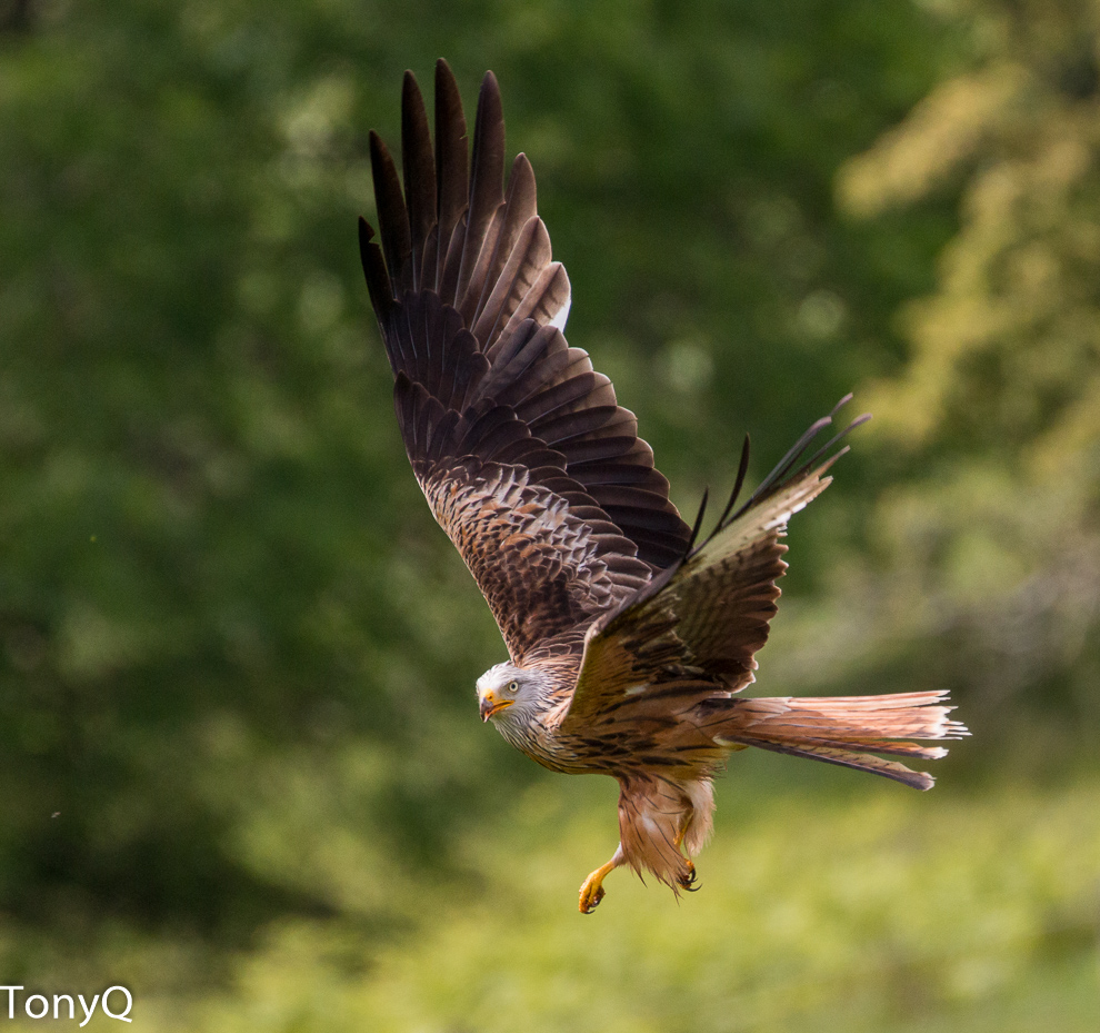 Scotland: Mainly Mull – Puffins, Predator birds… and some mammals ...