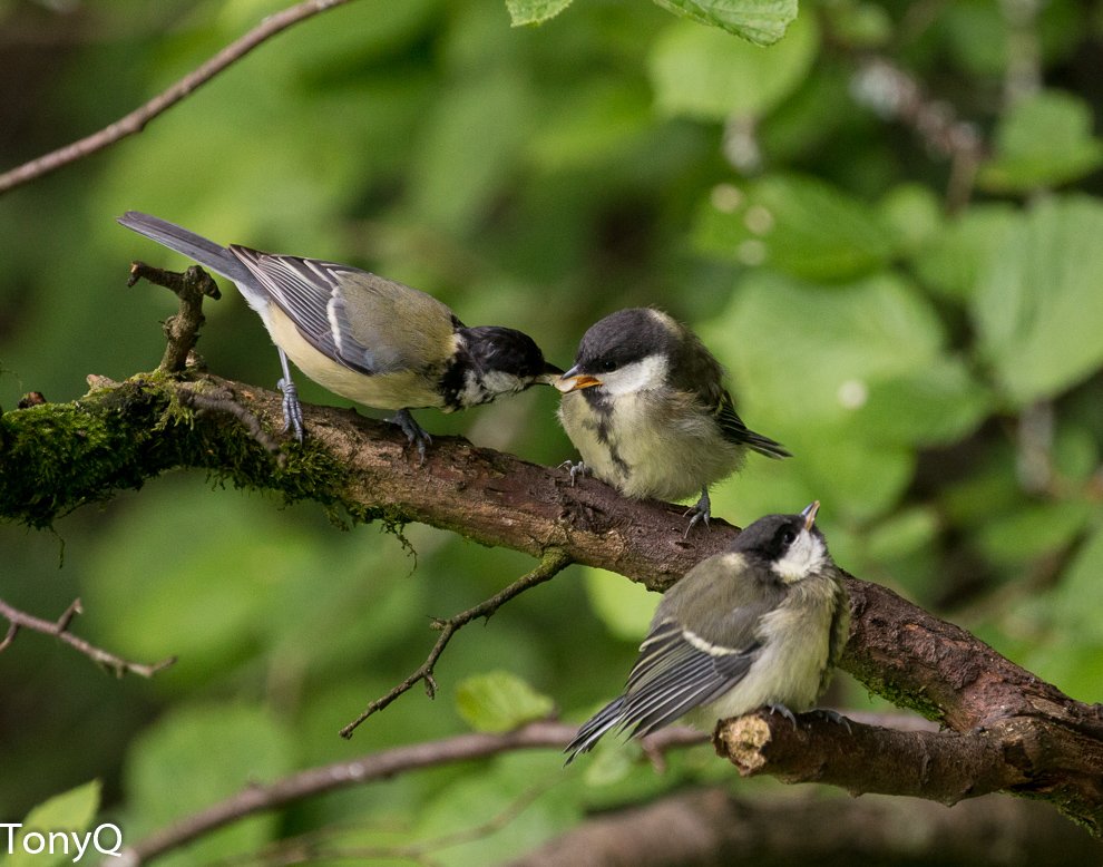 Scotland: Mainly Mull – Puffins, Predator birds… and some mammals ...