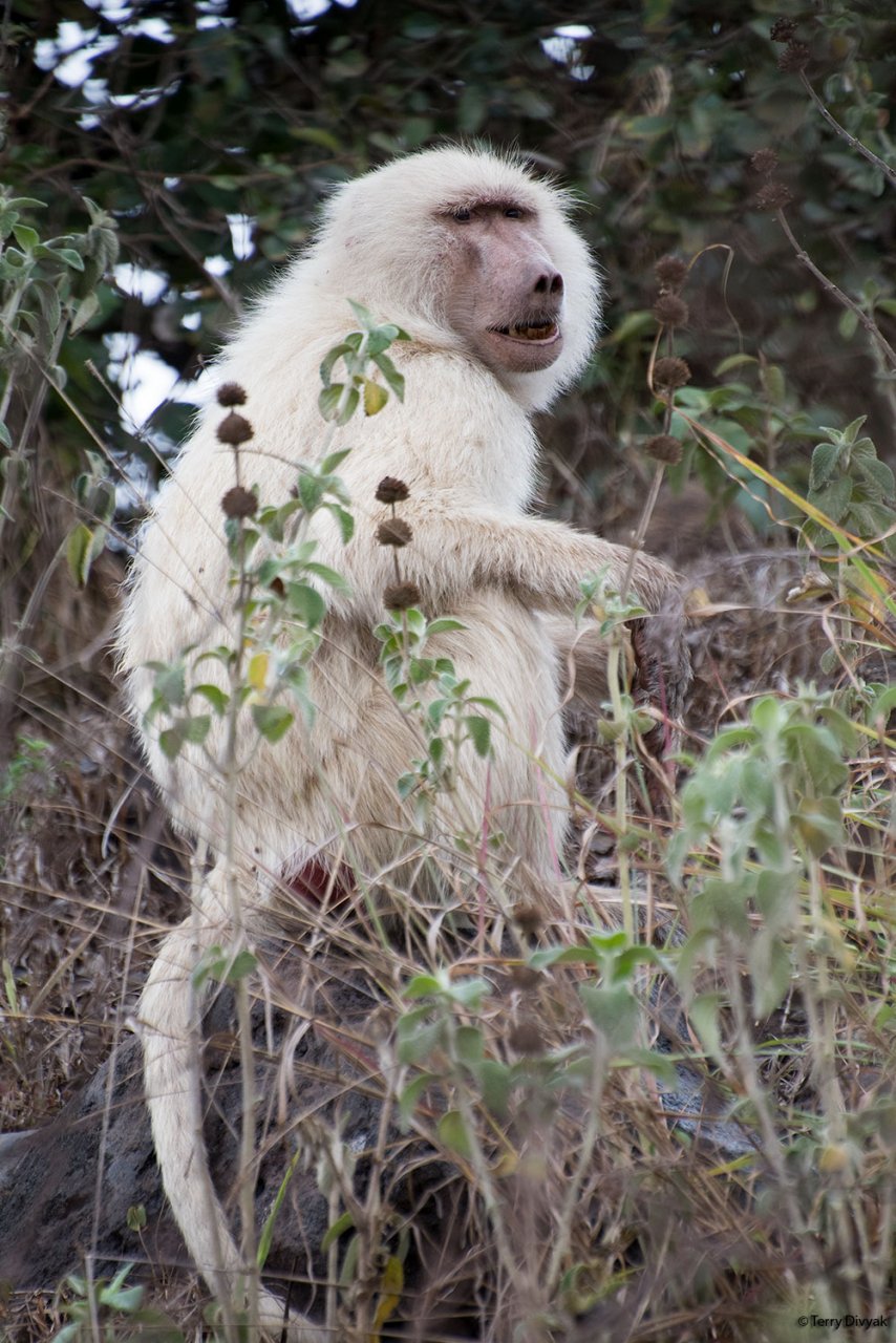 Sighting of Rare White Baboon in Arusha National Park - Tanzania ...