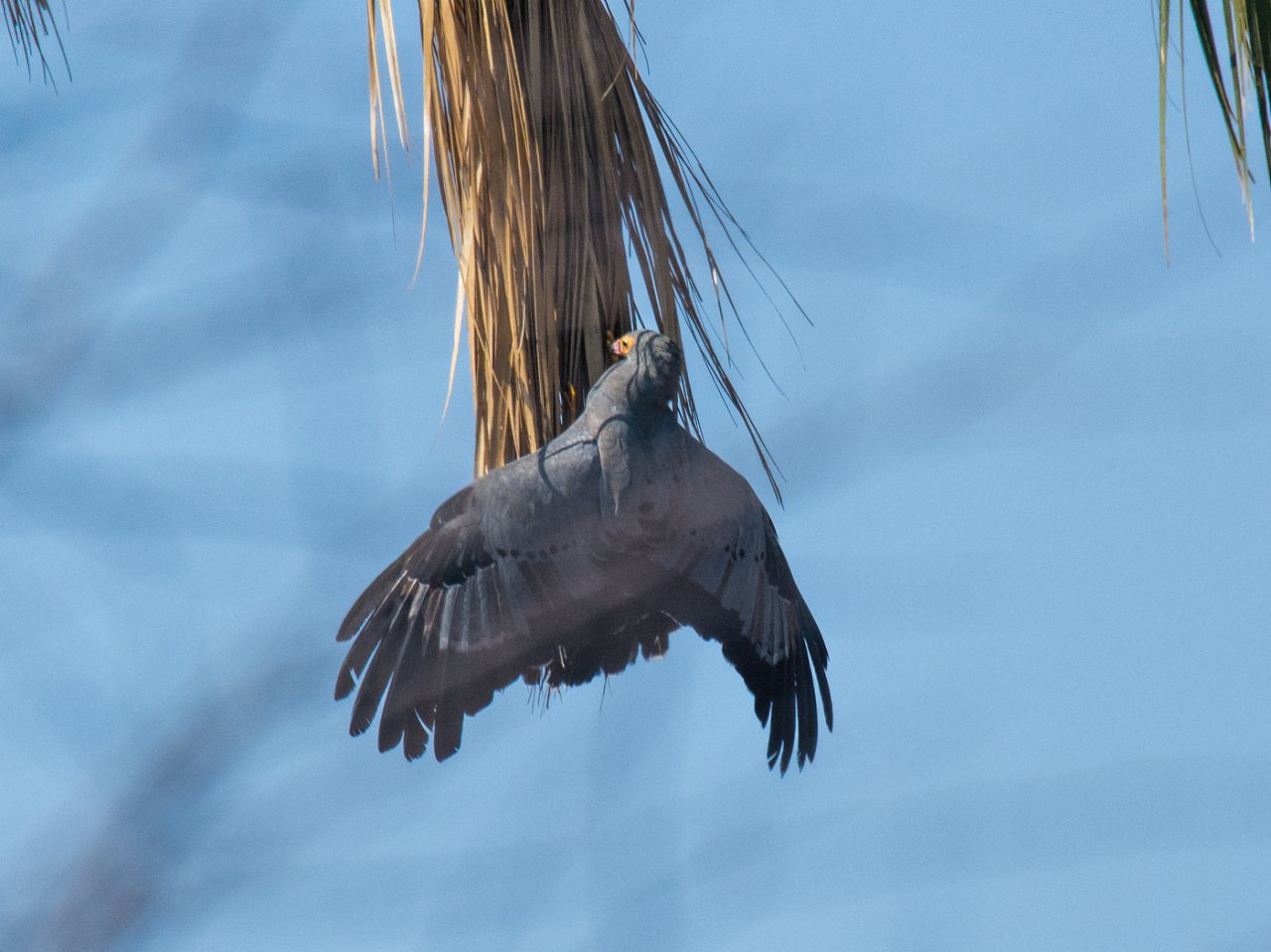 Gymnogene Raider - Africa birds - Safaritalk