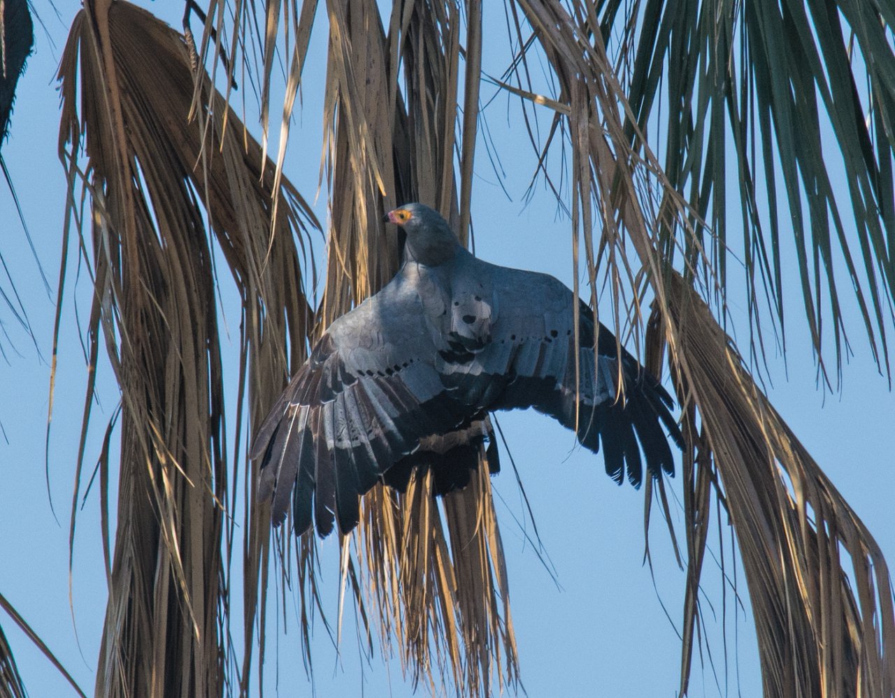 Gymnogene Raider - Africa birds - Safaritalk