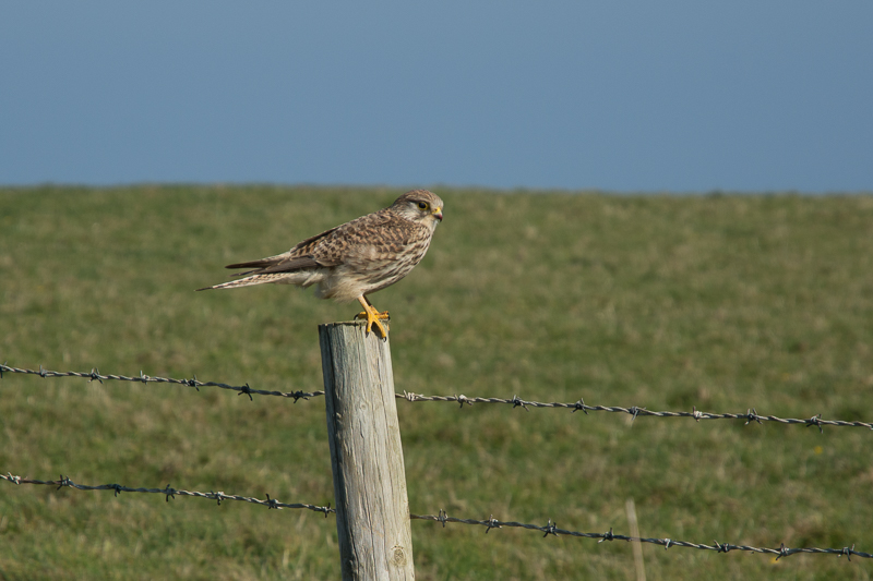 Let's talk Great British Birds and from around the world - upload your ...