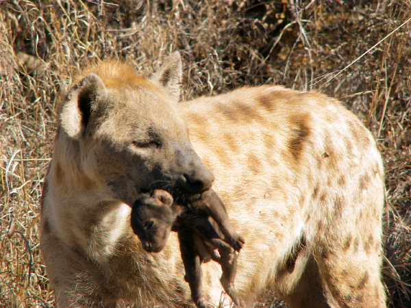 Show us your hyena pics. - Page 5 - Your Africa images - Safaritalk
