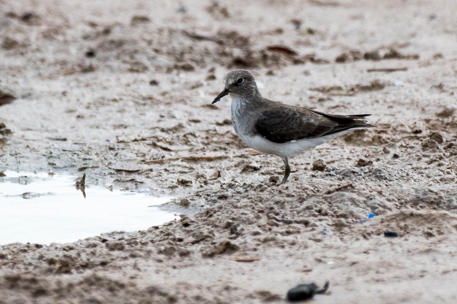 Wader ID Help - Worldwide birds - Safaritalk