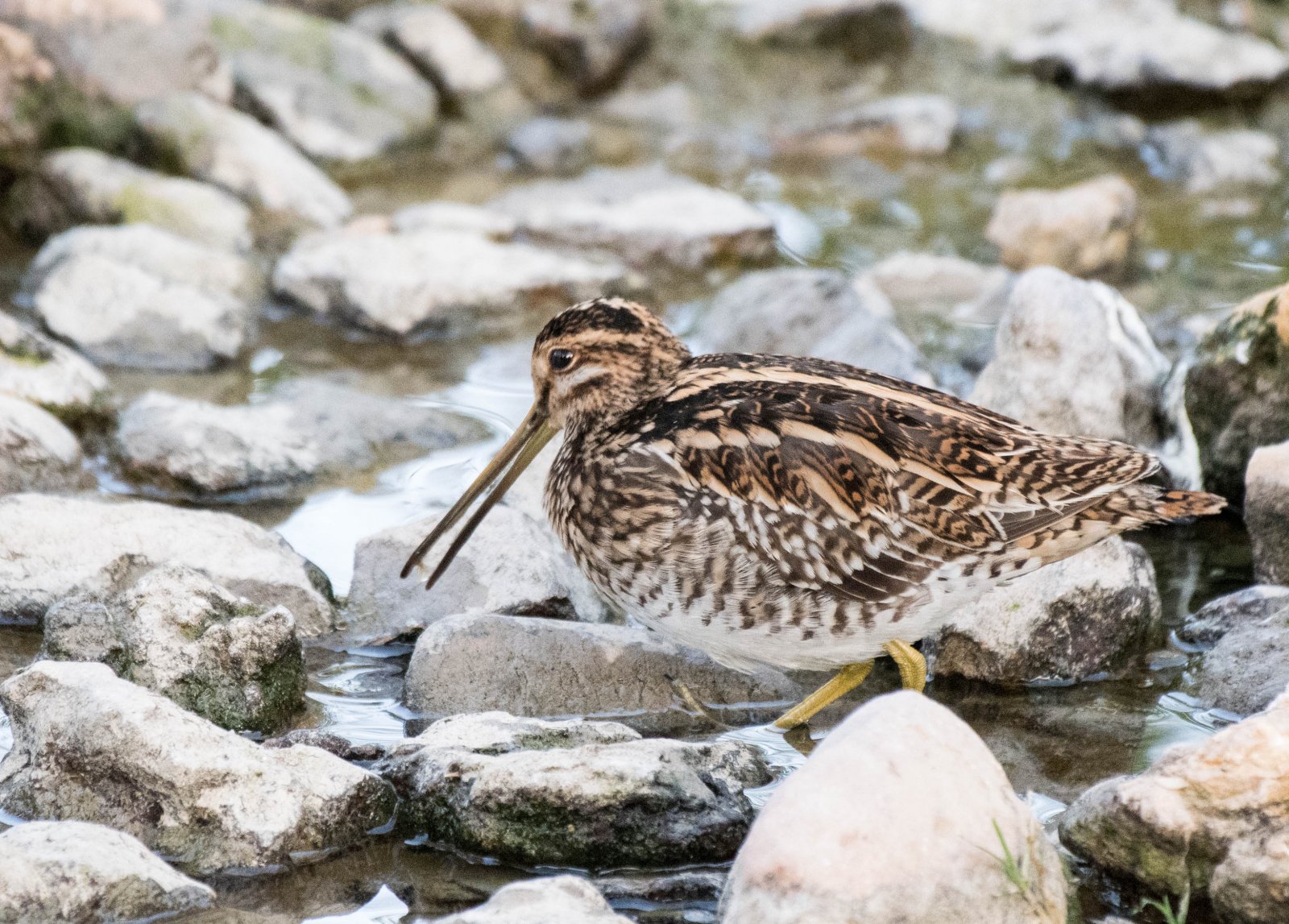 Wader ID Help - Worldwide birds - Safaritalk