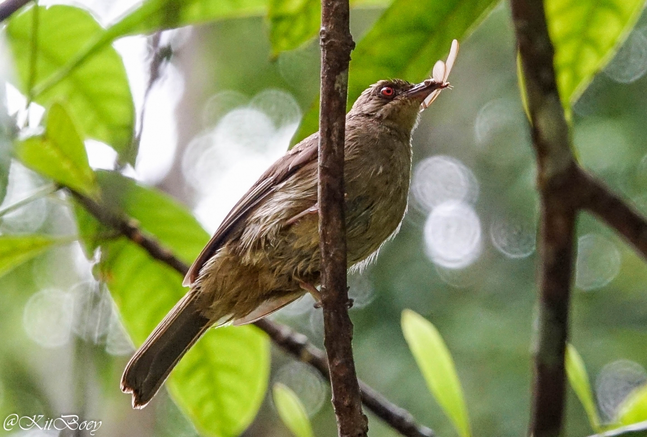 Langkawi - an island of birds and flying beasts - Worldwide - Safaritalk