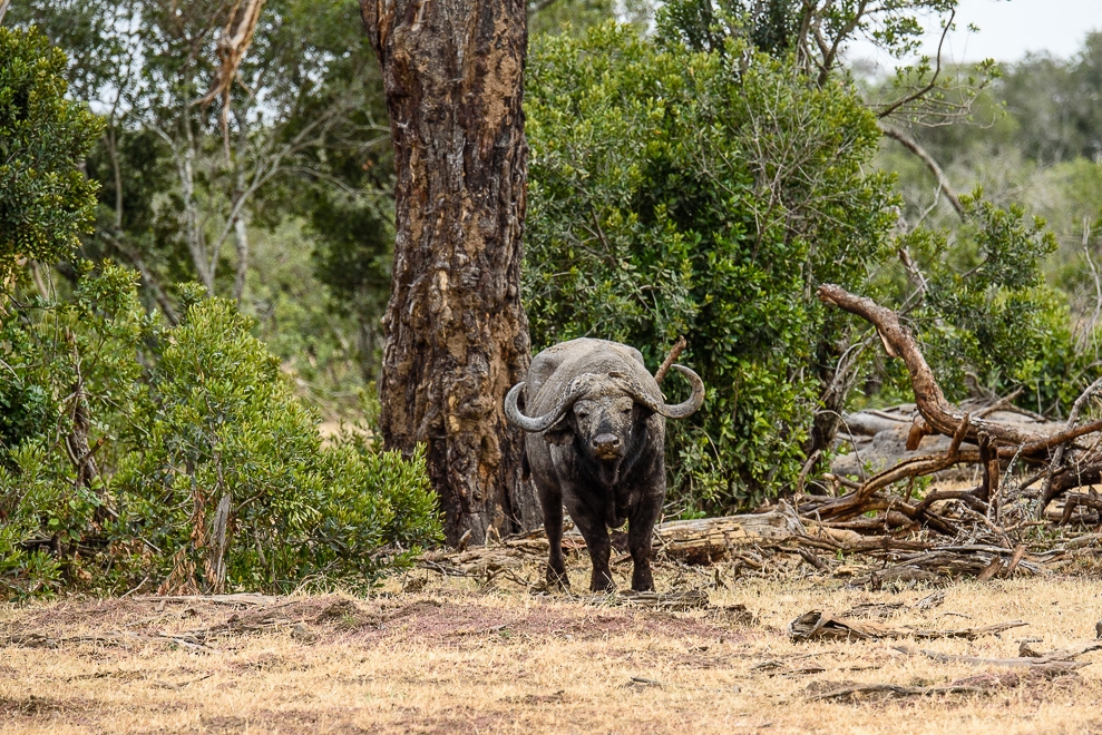 Those Poor Animals – A Family Safari in Kenya - Kenya - Safaritalk