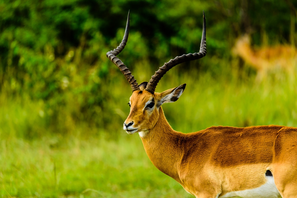 Those Poor Animals – A Family Safari in Kenya - Page 4 - Kenya - Safaritalk