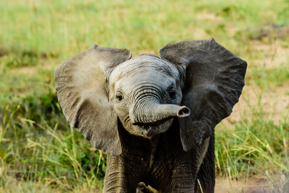 Those Poor Animals – A Family Safari in Kenya - Page 3 - Kenya - Safaritalk