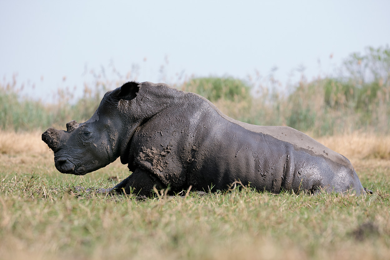 Botswana Mobile Safari with Alwyn Myburgh - Botswana - Safaritalk