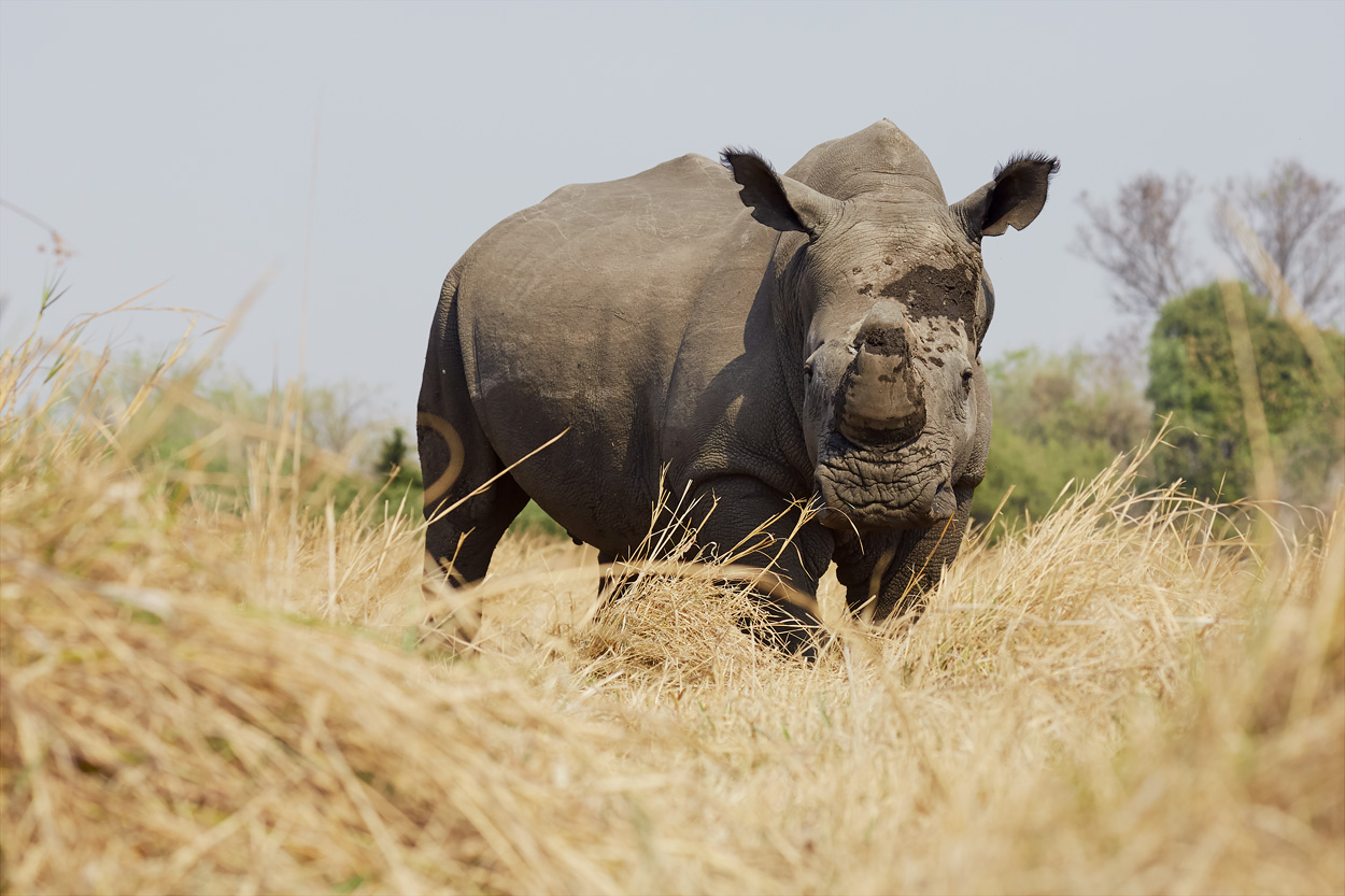 Botswana Mobile Safari with Alwyn Myburgh - Botswana - Safaritalk