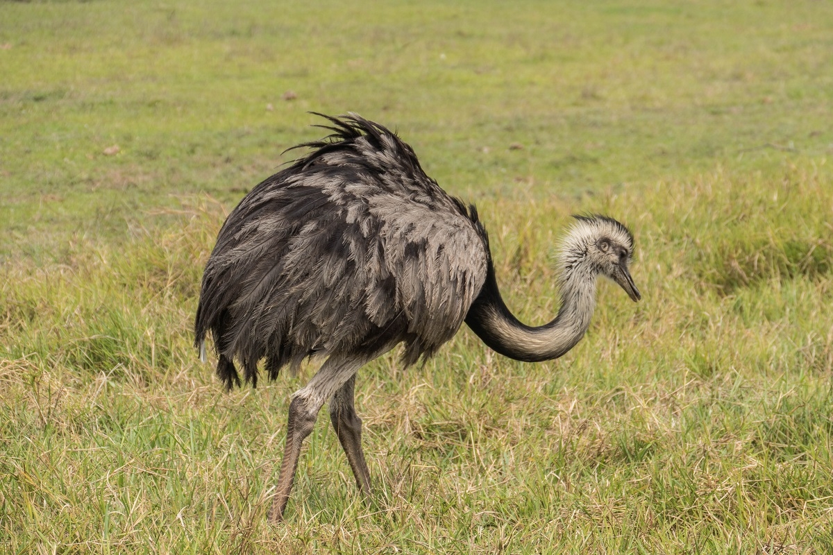 Brazil 2018 - From Pantanal to Iguazu - North America inc. Mexico ...