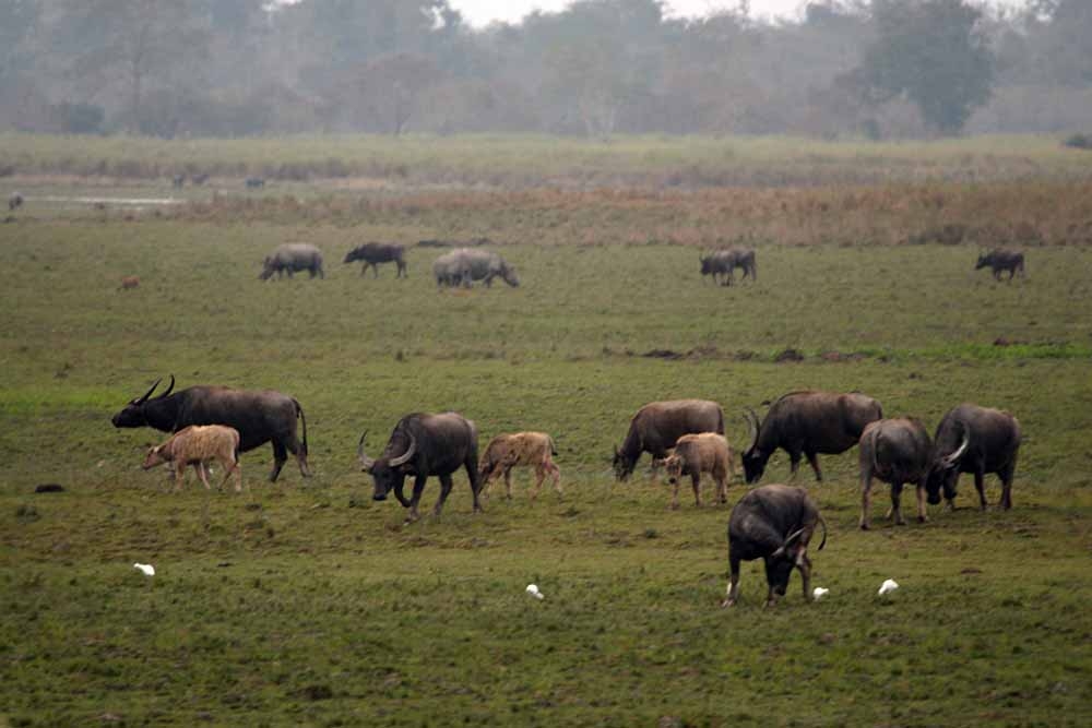 Let's see your Water Buffalo - Your India images - Safaritalk