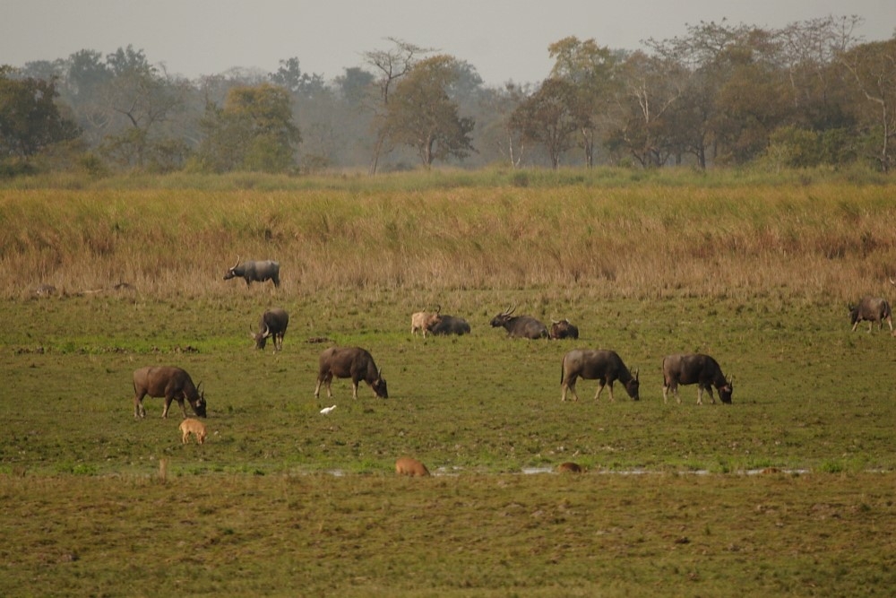 Let's see your Water Buffalo - Your India images - Safaritalk