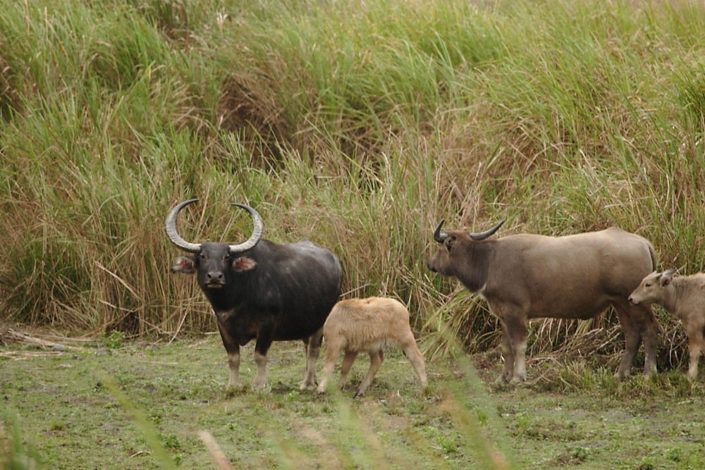 Let's see your Water Buffalo - Your India images - Safaritalk
