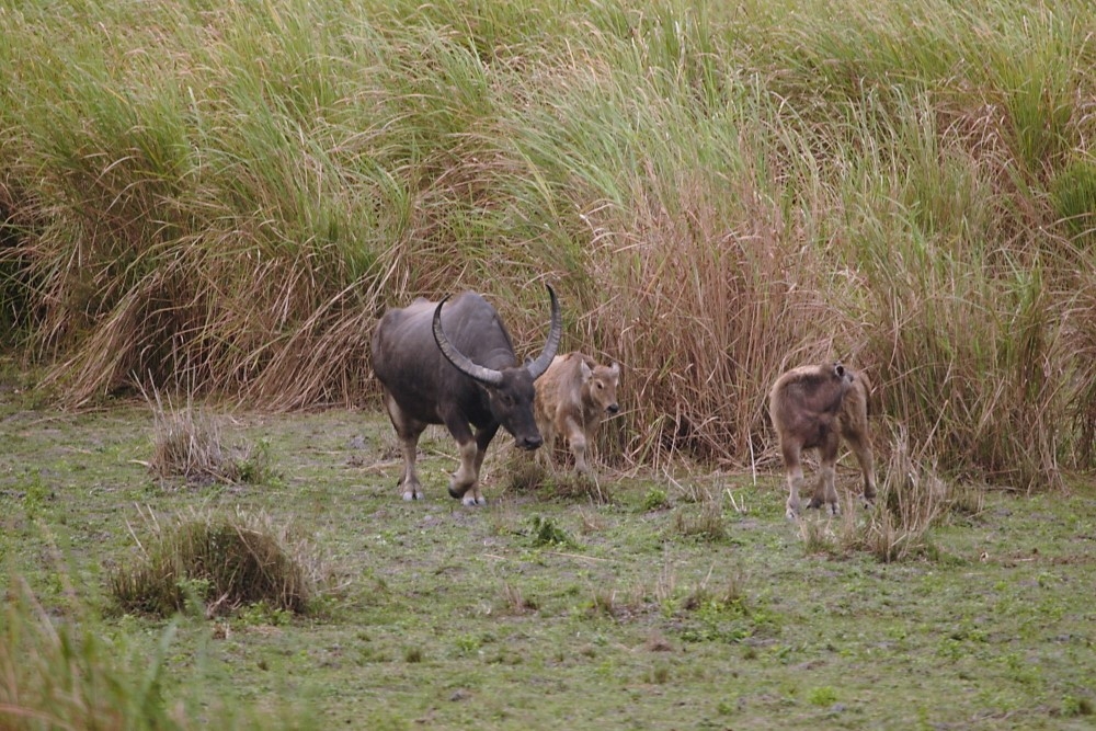Let's see your Water Buffalo - Your India images - Safaritalk