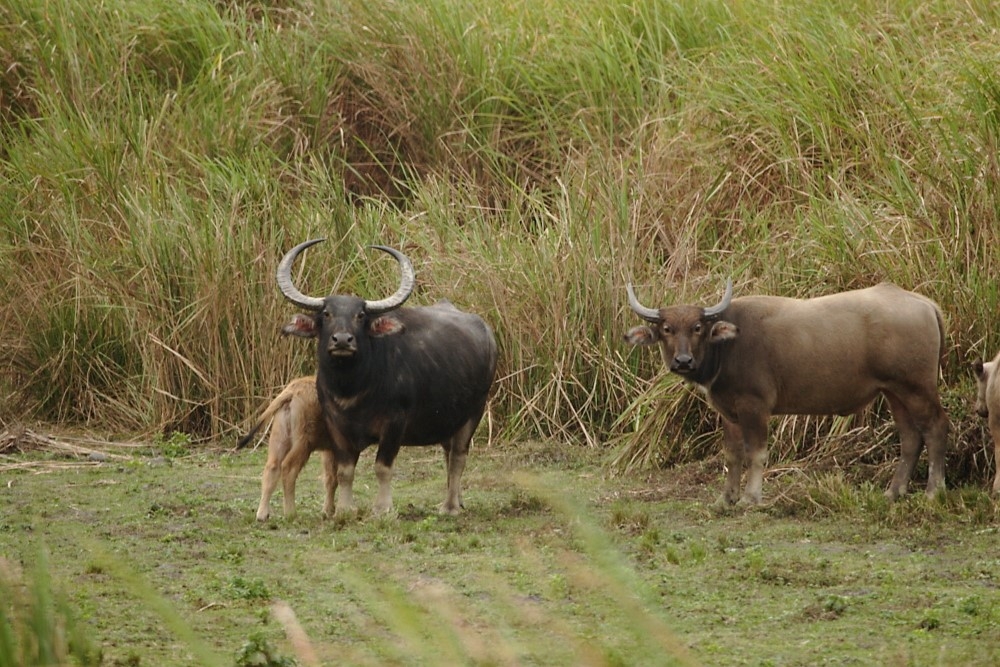 Let's see your Water Buffalo - Your India images - Safaritalk