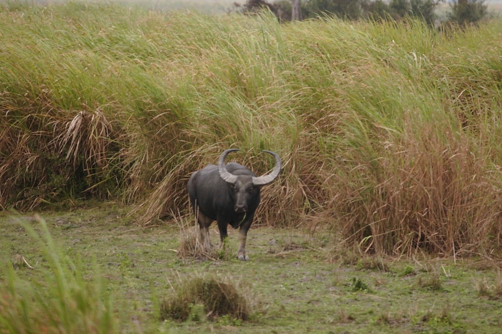 Let's see your Water Buffalo - Your India images - Safaritalk