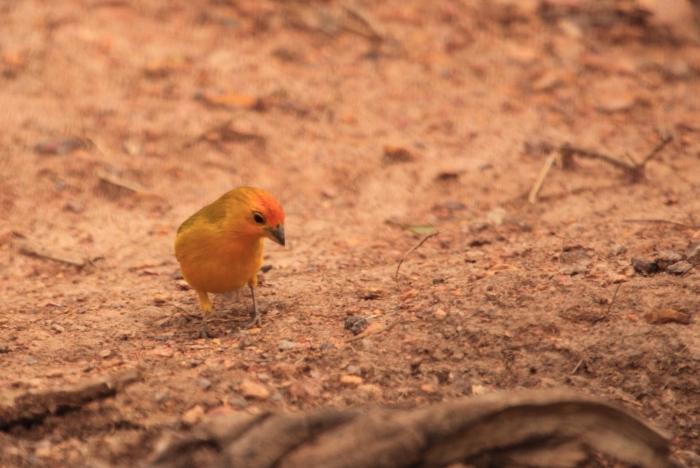 Brazil, Birds, Beasts and Big Waters - South/Central America inc ...