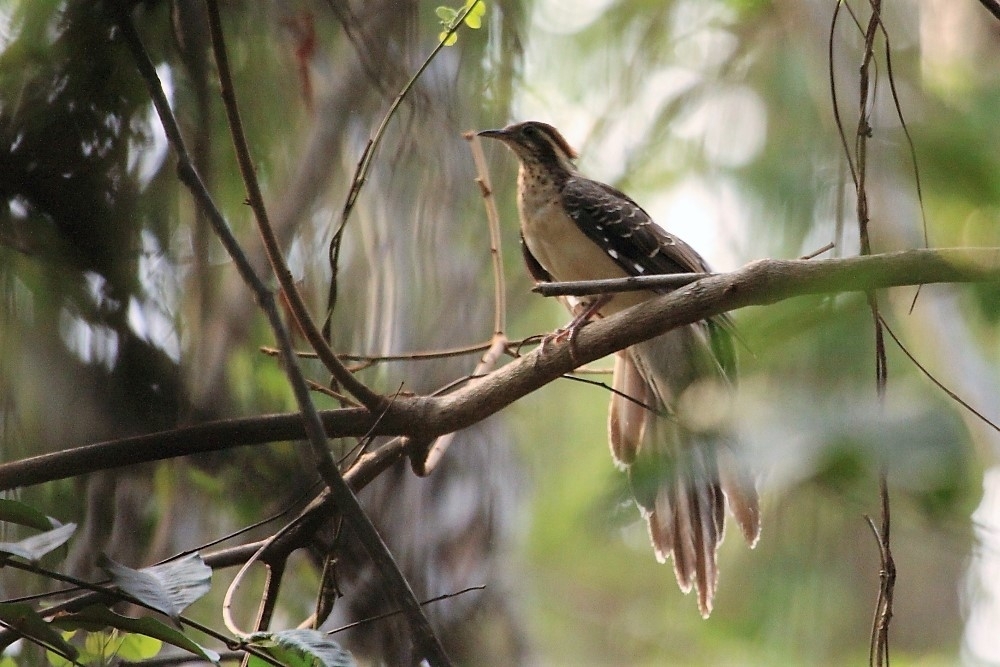 Brazil, Birds, Beasts and Big Waters - South/Central America inc ...
