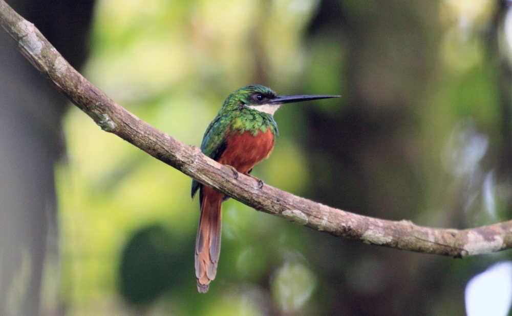 Brazil, Birds, Beasts and Big Waters - South/Central America inc ...