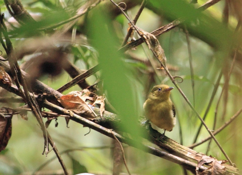 Brazil, Birds, Beasts and Big Waters - South/Central America inc ...