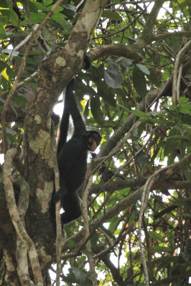 Brazil, Birds, Beasts and Big Waters - South/Central America inc ...
