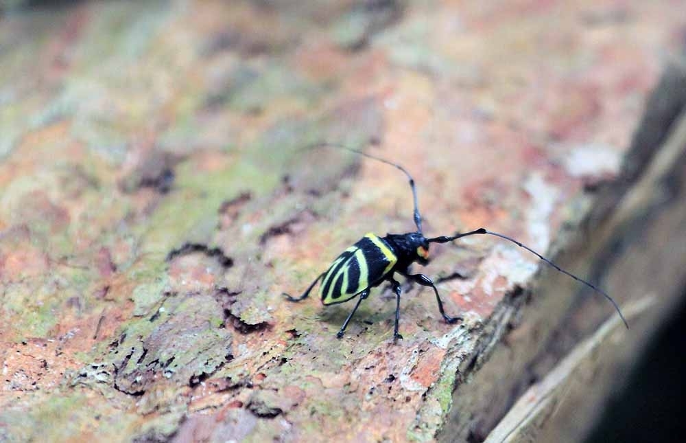 Brazil, Birds, Beasts and Big Waters - South/Central America inc ...