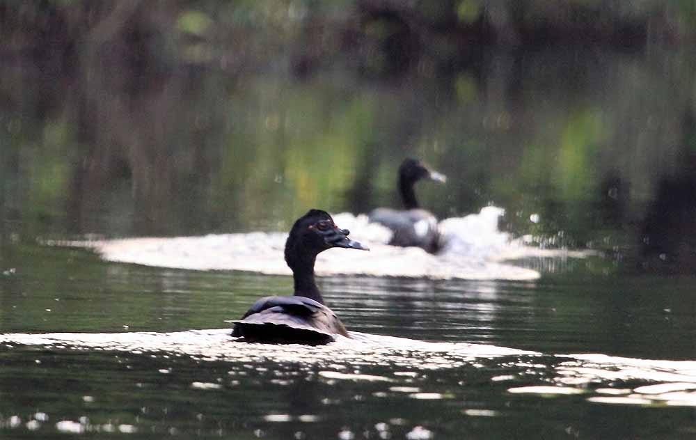 Brazil, Birds, Beasts and Big Waters - South/Central America inc ...