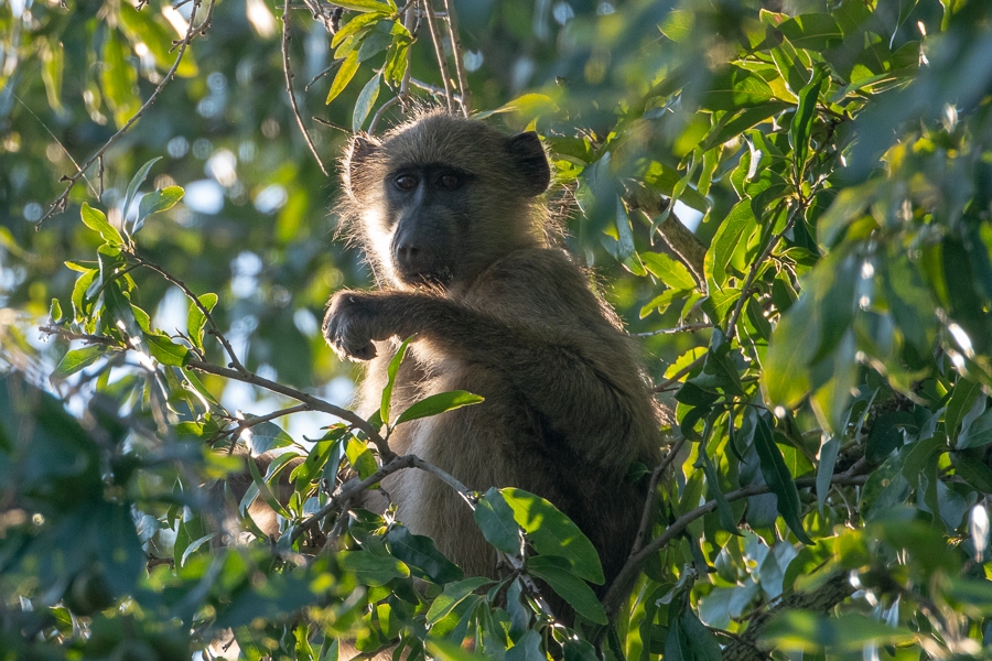 50 hours in the Kruger National Park - South Africa - Safaritalk