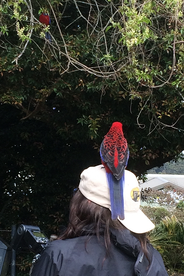 Australia's Unique Wildlife: Birds and Beasts Down-under - Australasia ...