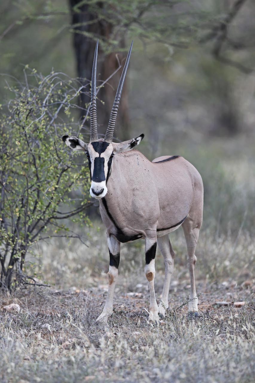 Show us your oryx... - Page 2 - Your Africa images - Safaritalk