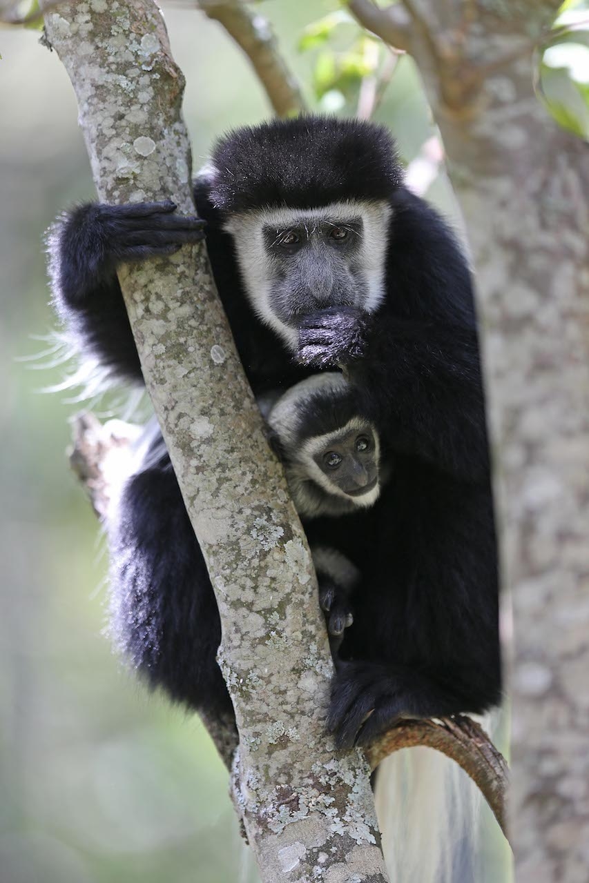 Lets see your Black & White Colobus photos - Your Africa images ...