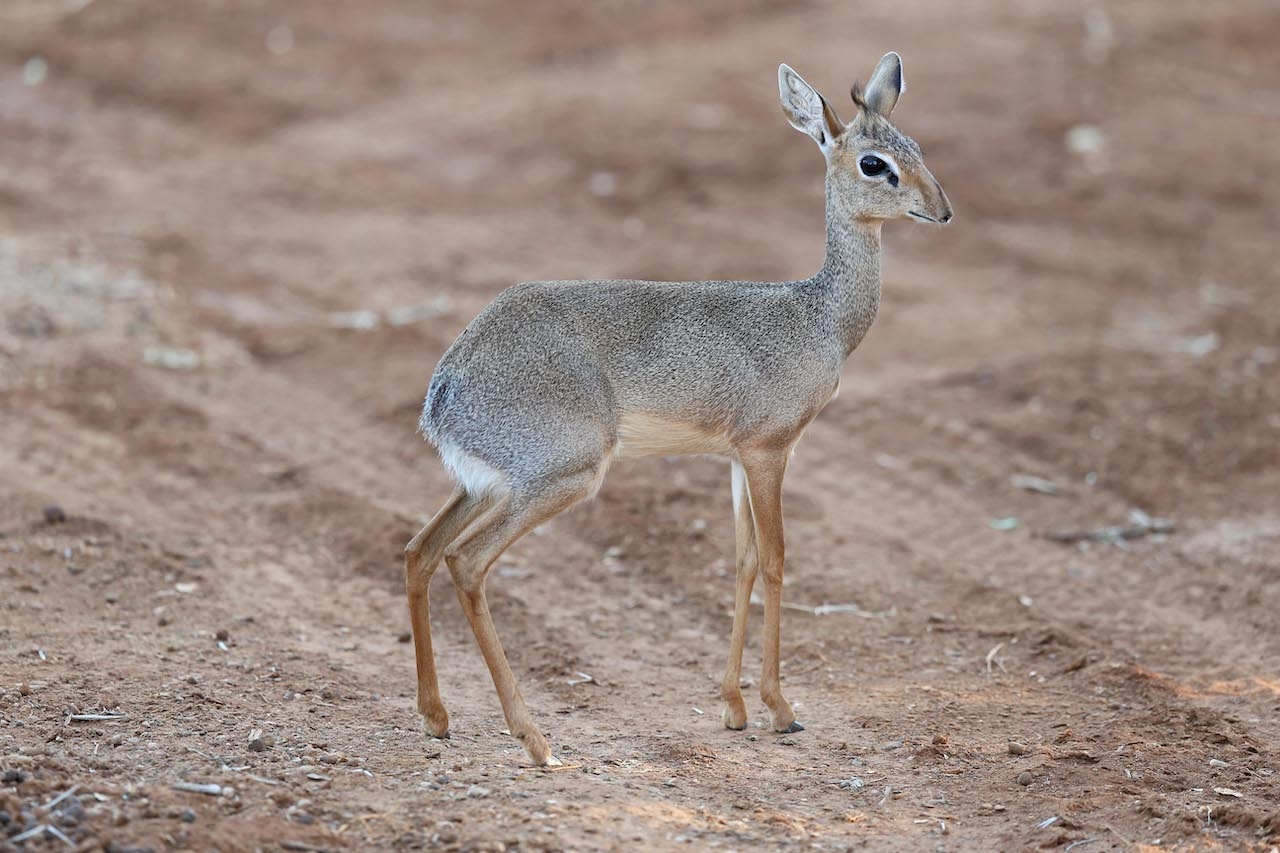 Show us your small antelope species. - Page 3 - Your Africa images ...