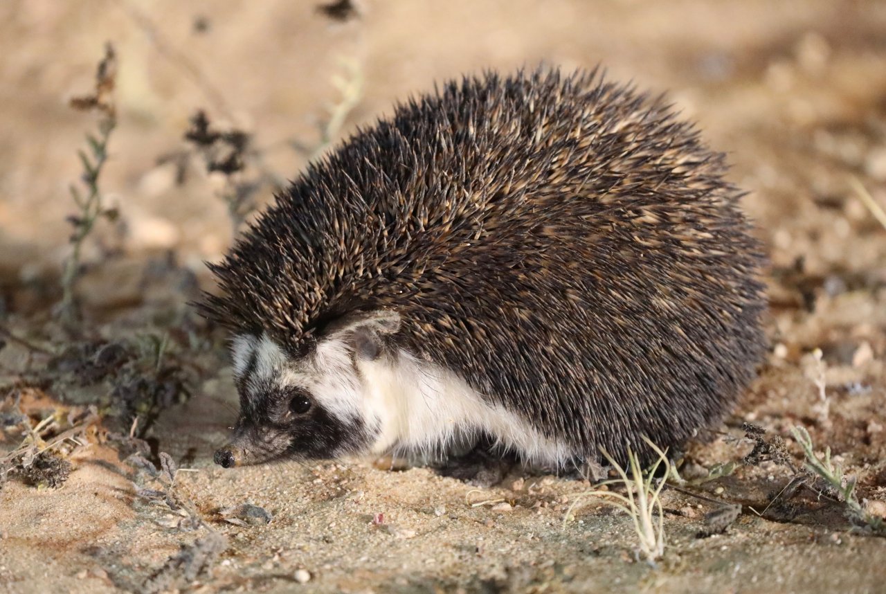 WESTERN SAHARA. 21st - 28th MARCH 2019. - North Africa - Safaritalk