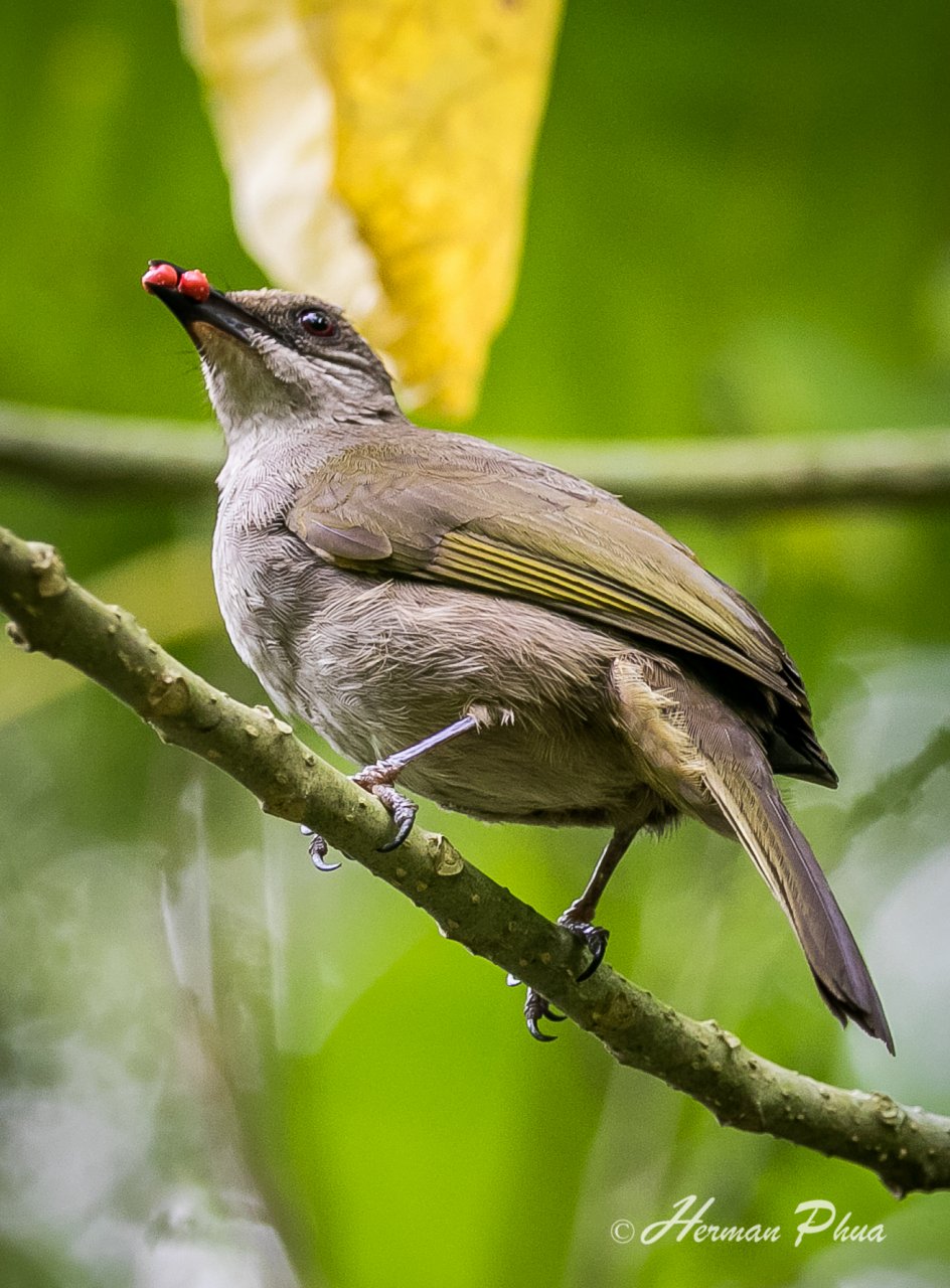 Kit & Herman Year 2 - Page 3 - Big Year 2019 - Safaritalk