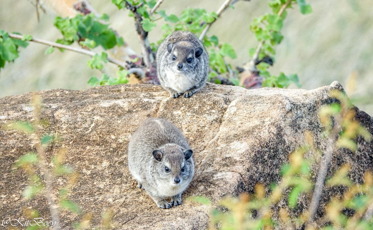 SHOW US YOUR HYRAX IMAGES. - Your Africa images - Safaritalk