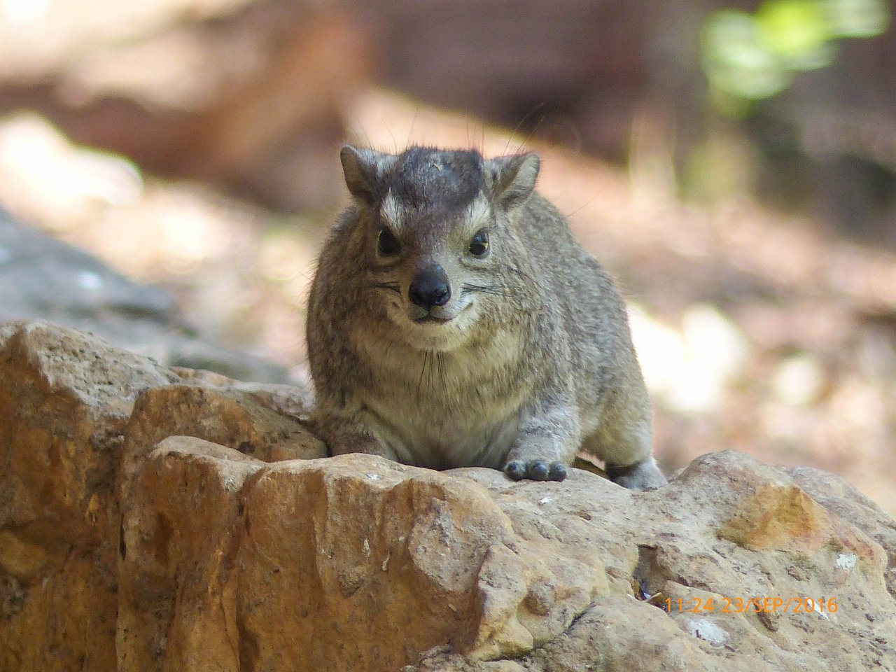 SHOW US YOUR HYRAX IMAGES. - Your Africa images - Safaritalk