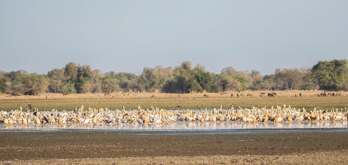 Chad 2019 - Central African Savannah and Wonders of the Sahara - Chad ...