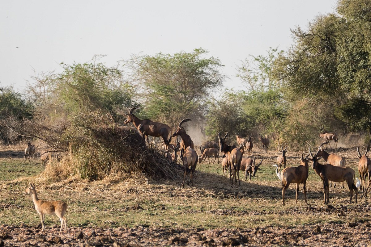 Chad 2019 - Central African Savannah and Wonders of the Sahara - Chad ...