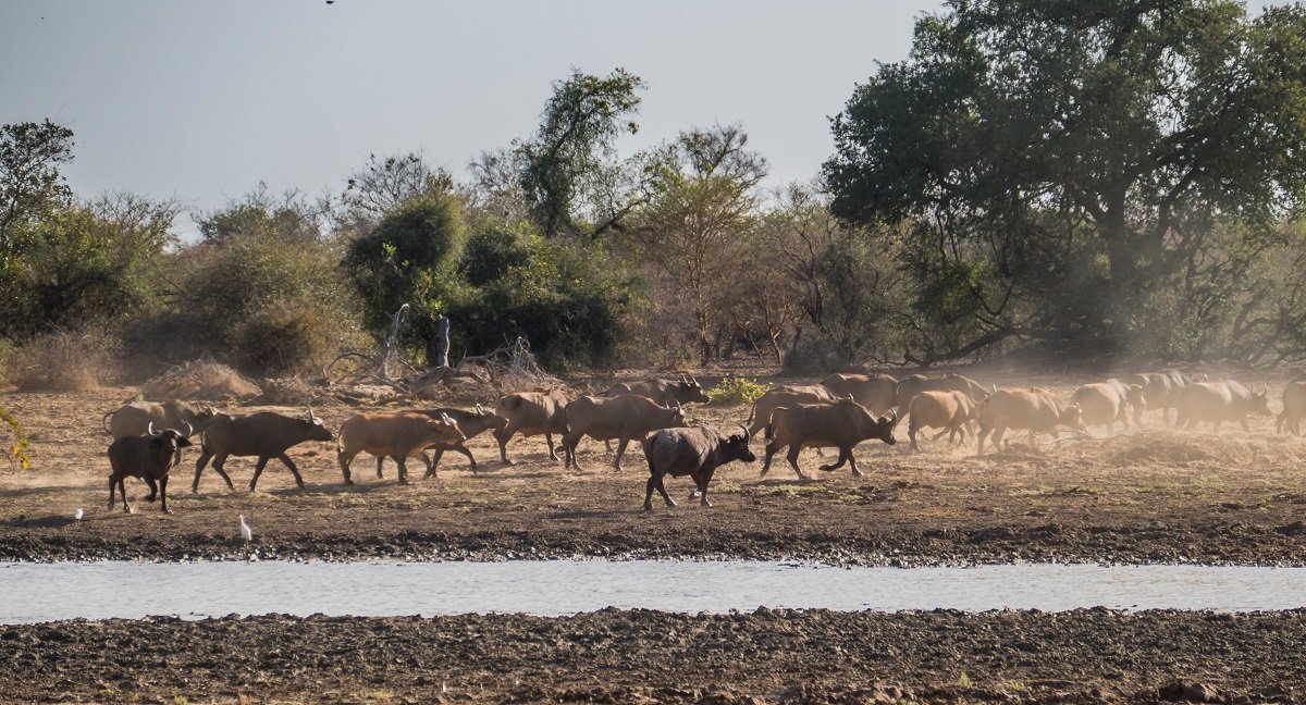 Chad 2019 - Central African Savannah and Wonders of the Sahara - Chad ...