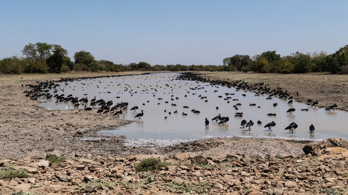 Chad 2019 - Central African Savannah and Wonders of the Sahara - Chad ...