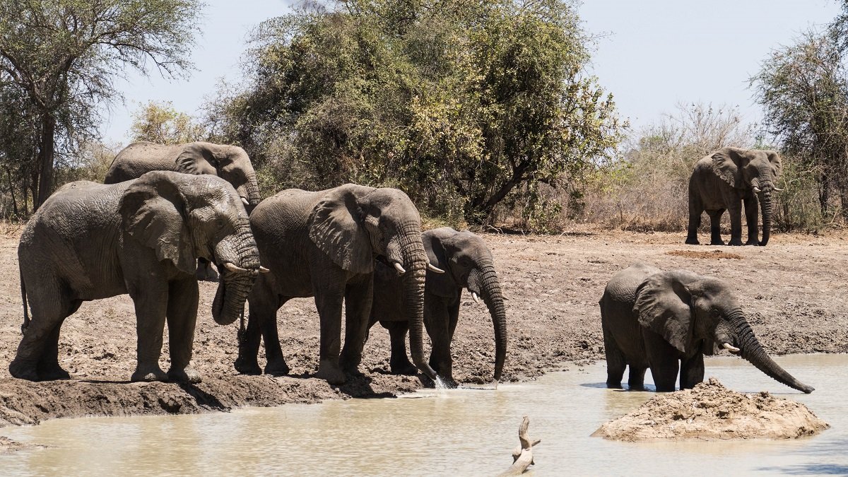 Chad 2019 - Central African Savannah and Wonders of the Sahara - Chad ...