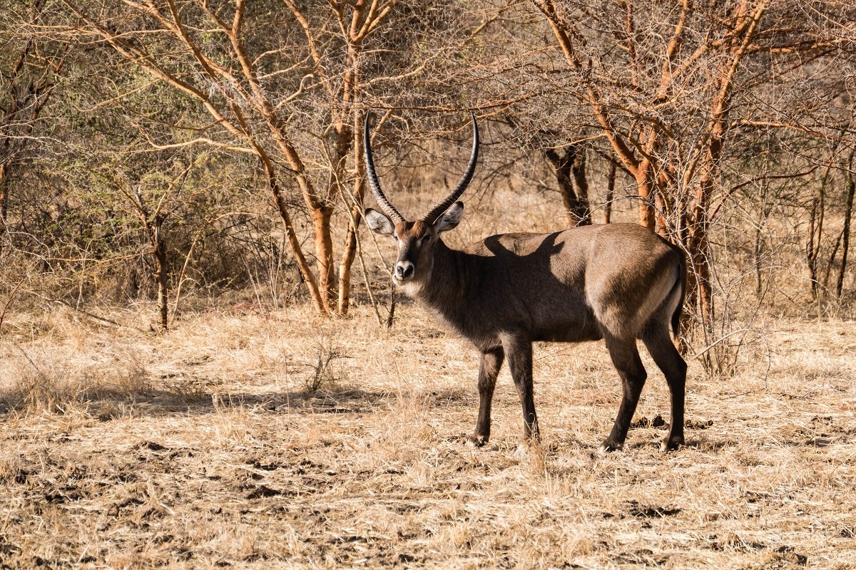 Chad 2019 - Central African Savannah and Wonders of the Sahara - Chad ...
