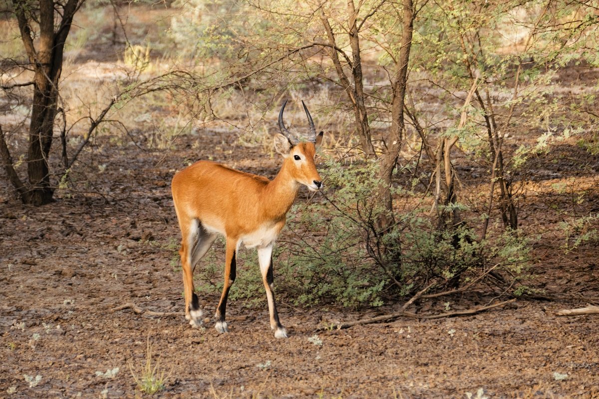 Chad 2019 - Central African Savannah and Wonders of the Sahara - Chad ...