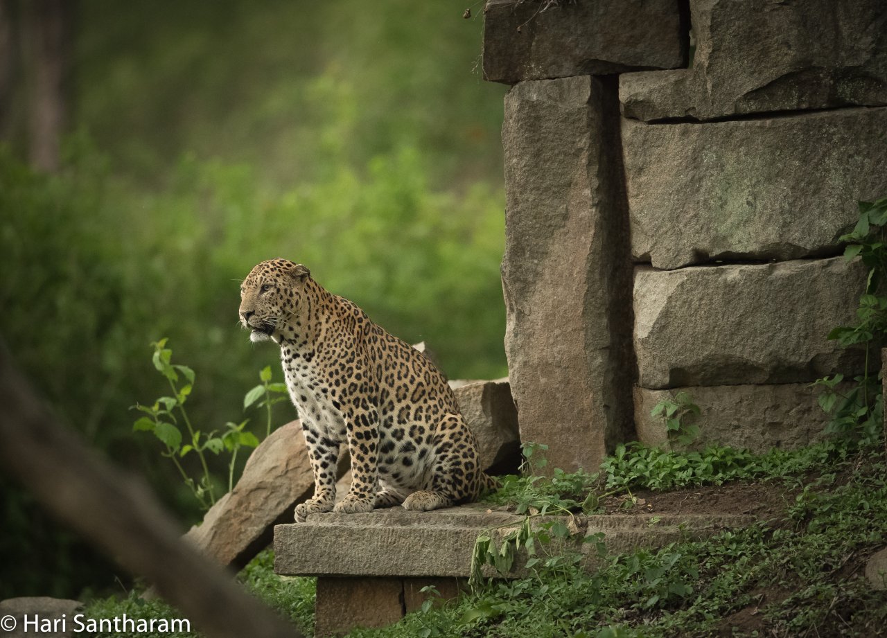 Predators of India - Bandhavgarh and Kabini March, 2019. - Page 2 ...