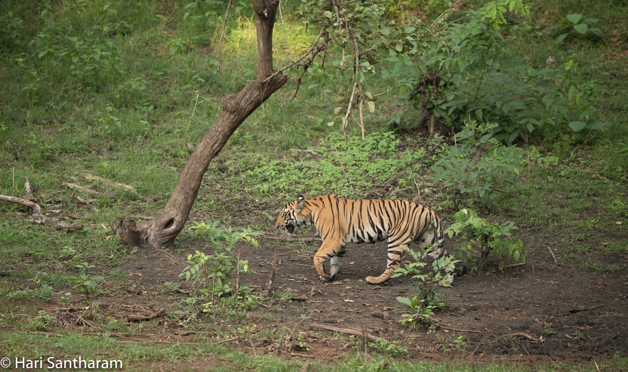 Predators of India - Bandhavgarh and Kabini March, 2019. - Page 2 ...