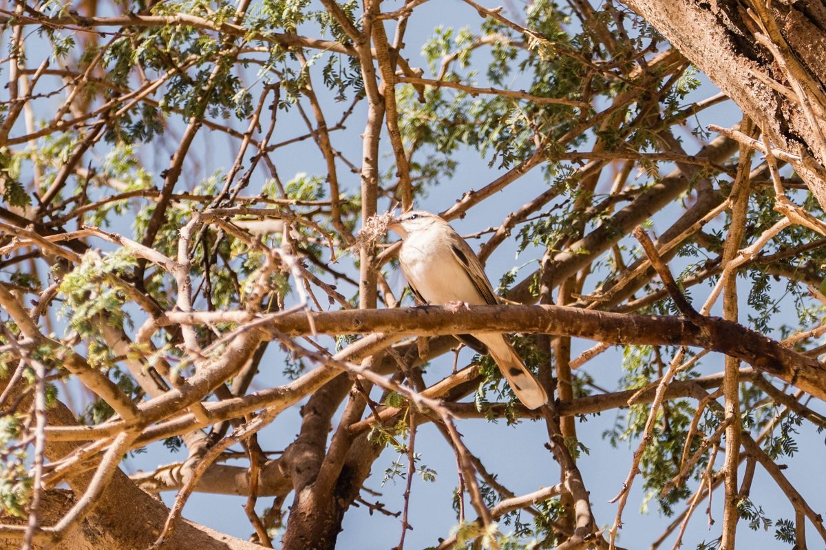 Chad Bird ID please help - Africa birds - Safaritalk