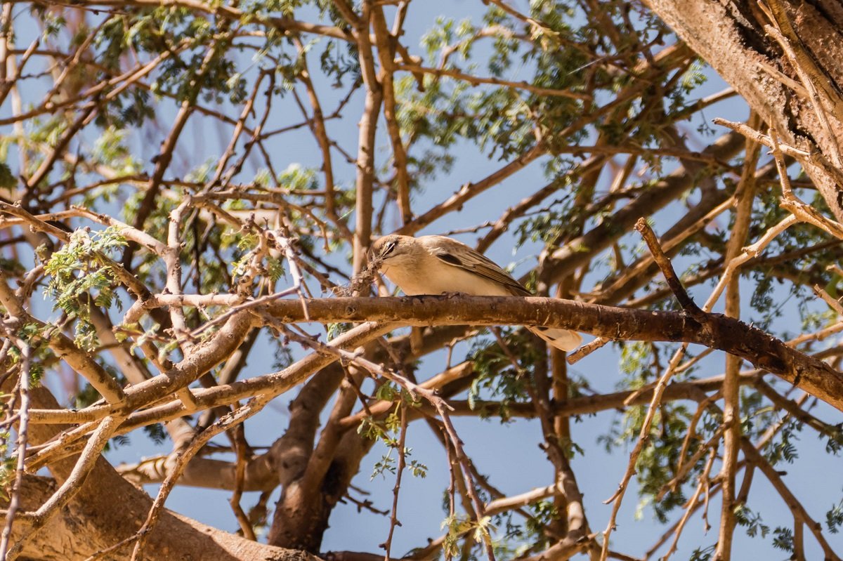 Chad Bird ID please help - Africa birds - Safaritalk